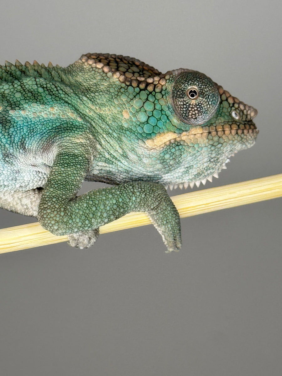 AMBILOBE Panther Chameleon: (E15) – FramsChams Panther Chameleons