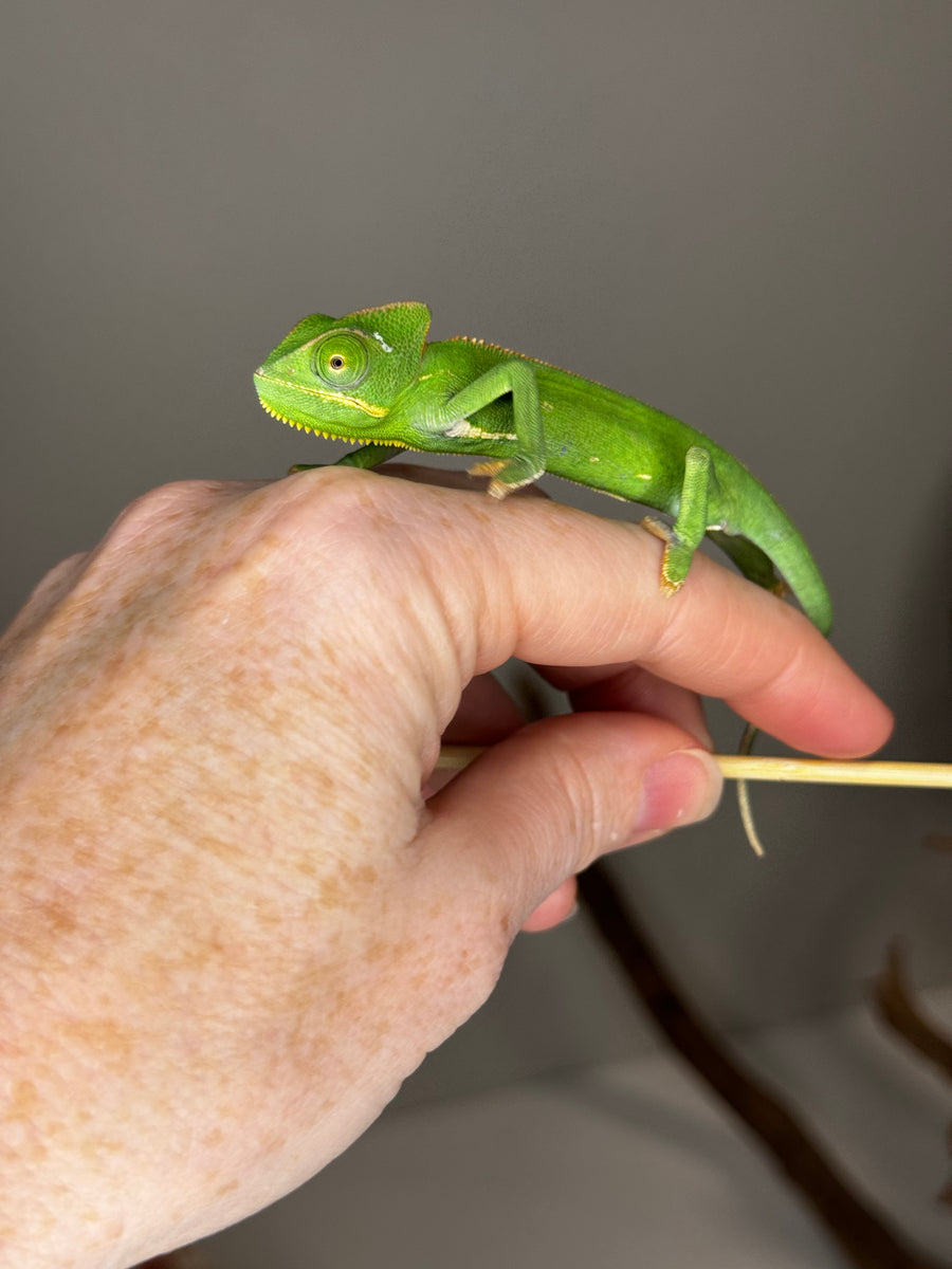 FEMALE Veiled Chameleons – FramsChams Panther Chameleons