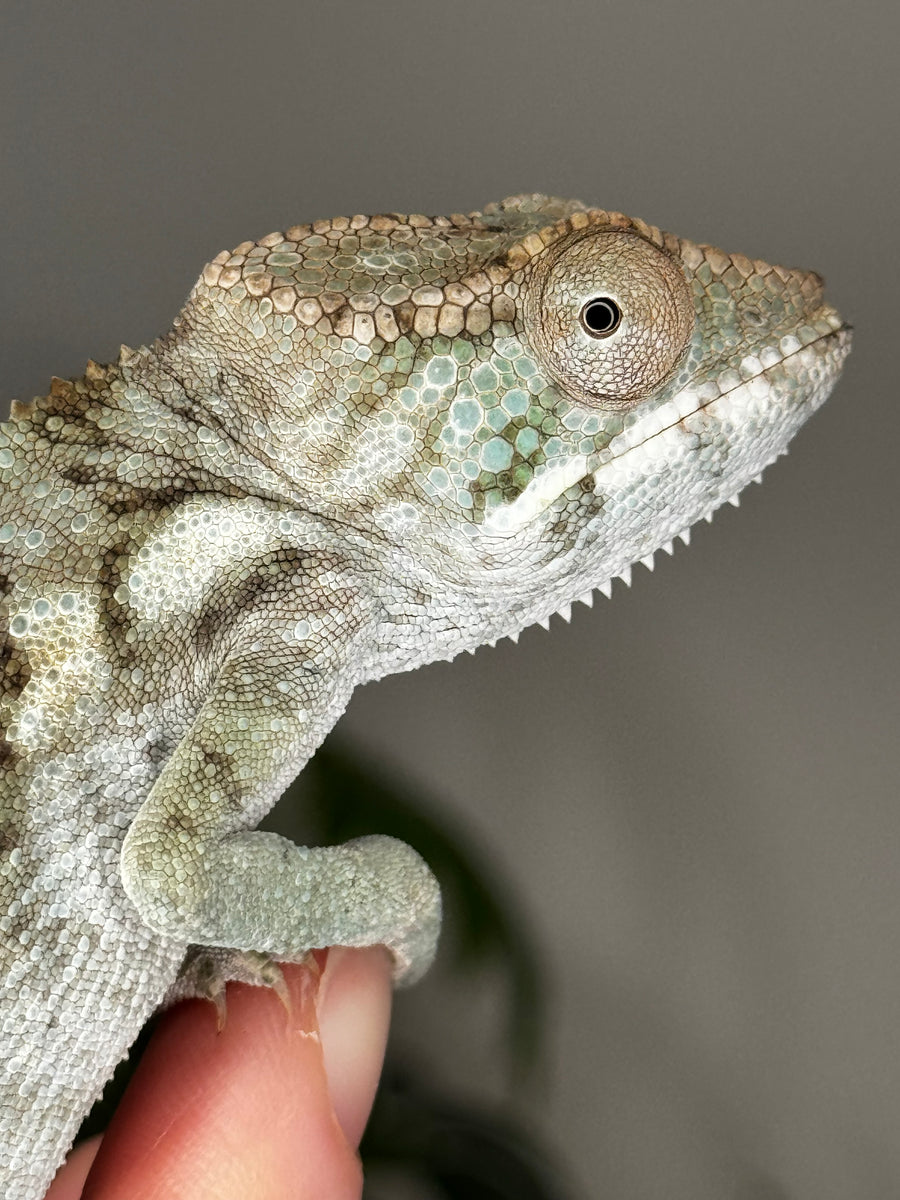 AMBILOBE FEMALE Panther Chameleon: Rogue x Phoenix (S5) – FramsChams ...