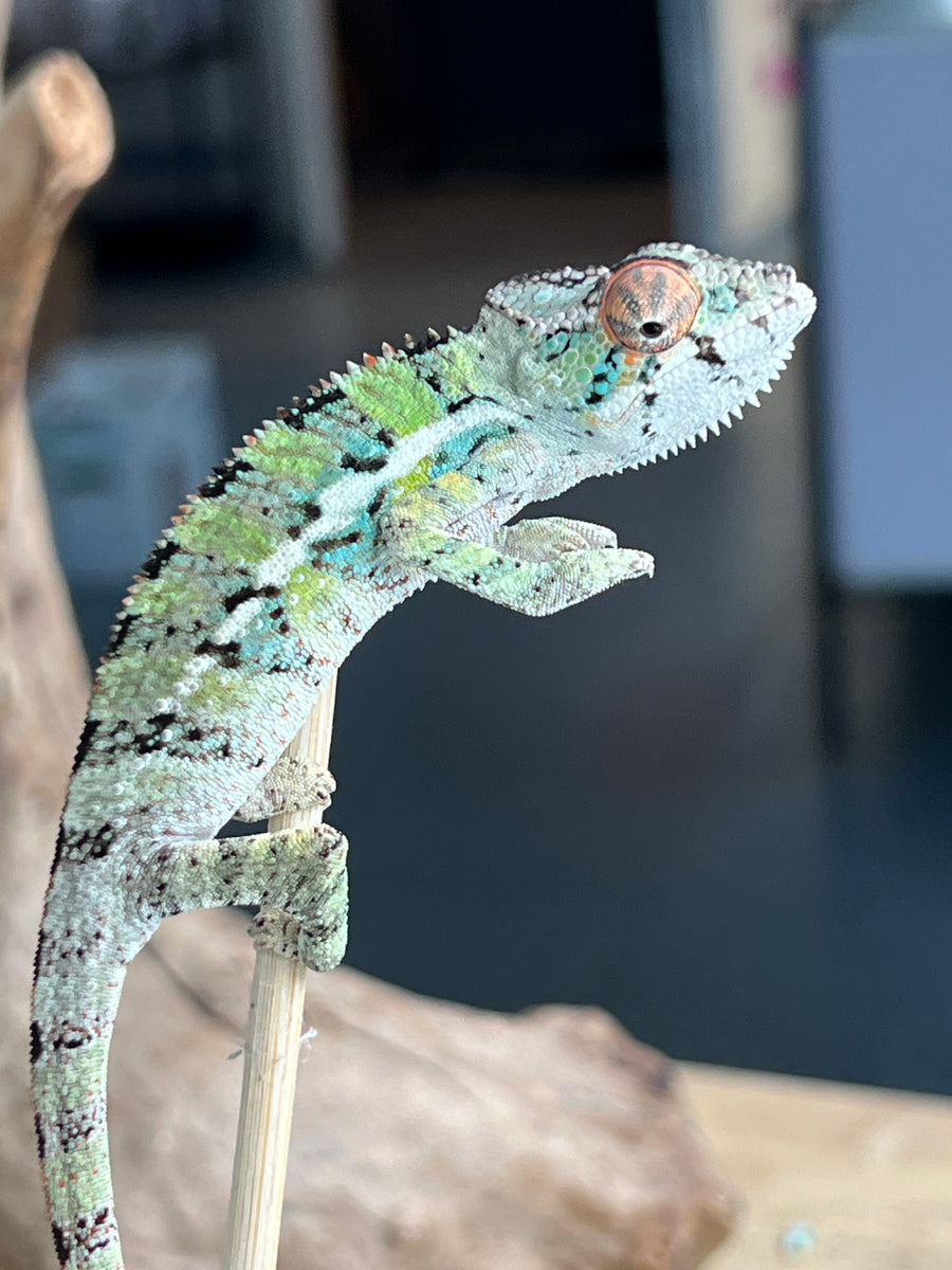 Ambilobe male: Sam x Georgia (R3) – FramsChams Panther Chameleons