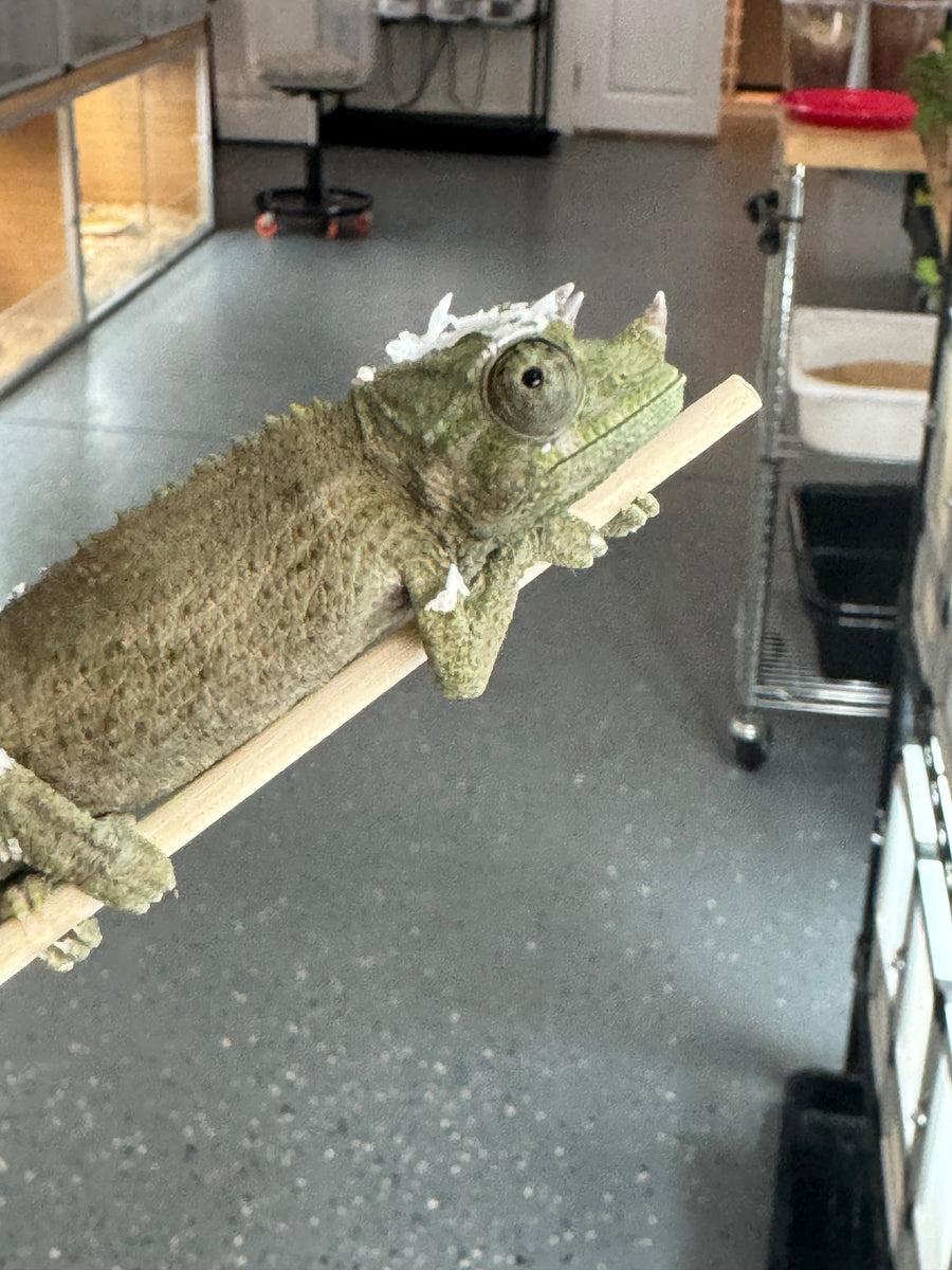 Male Jackson’s Chameleon: I2 – FramsChams Panther Chameleons