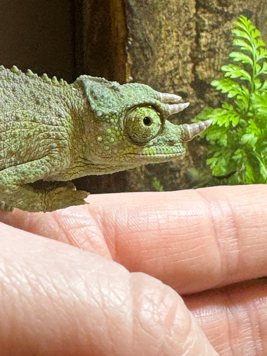 Male Jackson’s Chameleon: I5 – FramsChams Panther Chameleons
