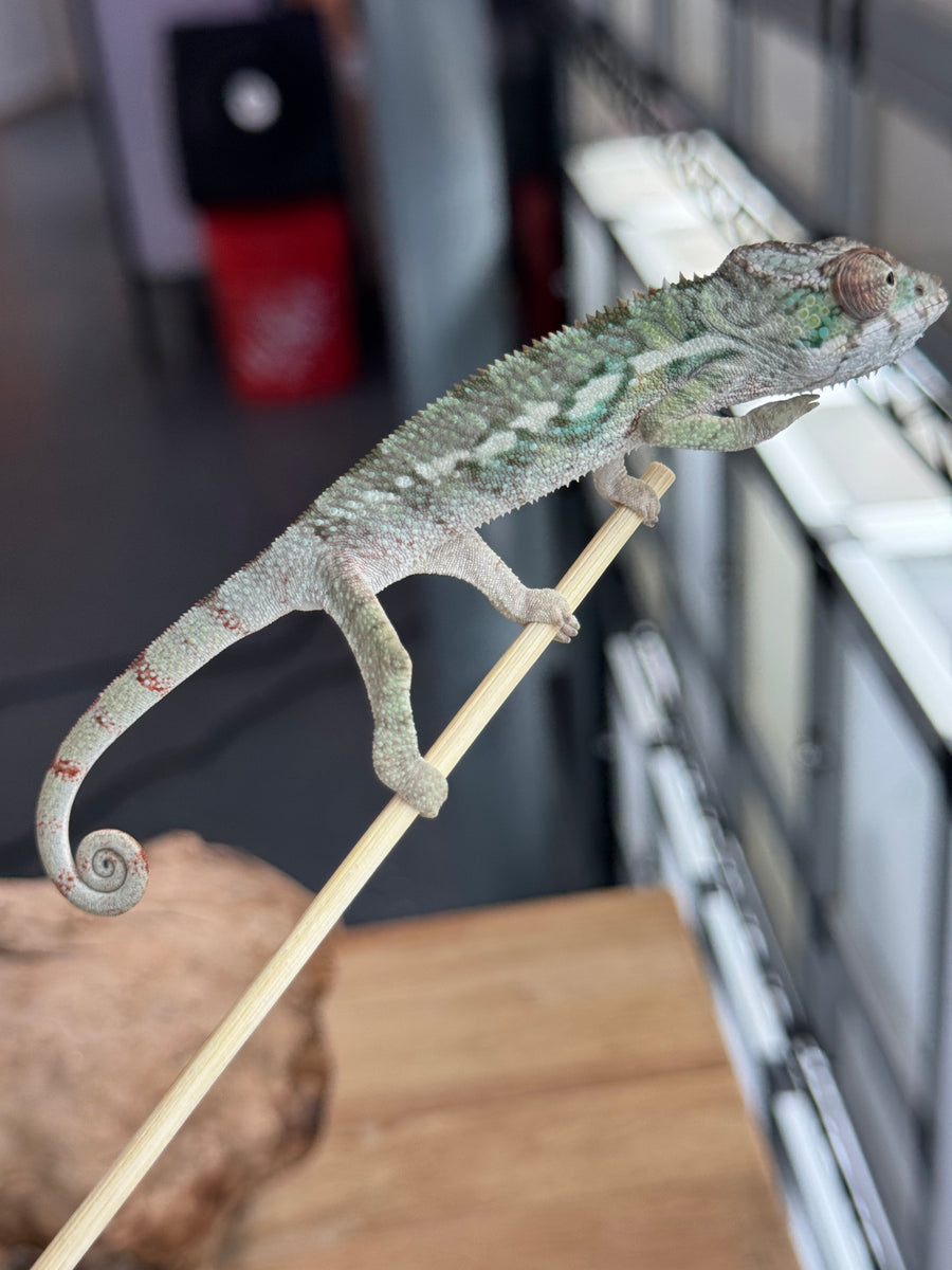 AMBILOBE Panther Chameleon: Sam x Georgia (R6) – FramsChams Panther ...