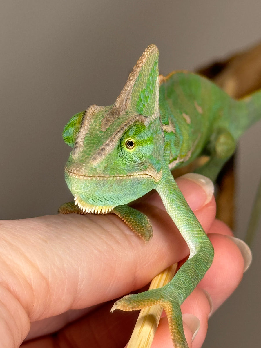 FEMALE Veiled Chameleon (I10) – FramsChams Panther Chameleons