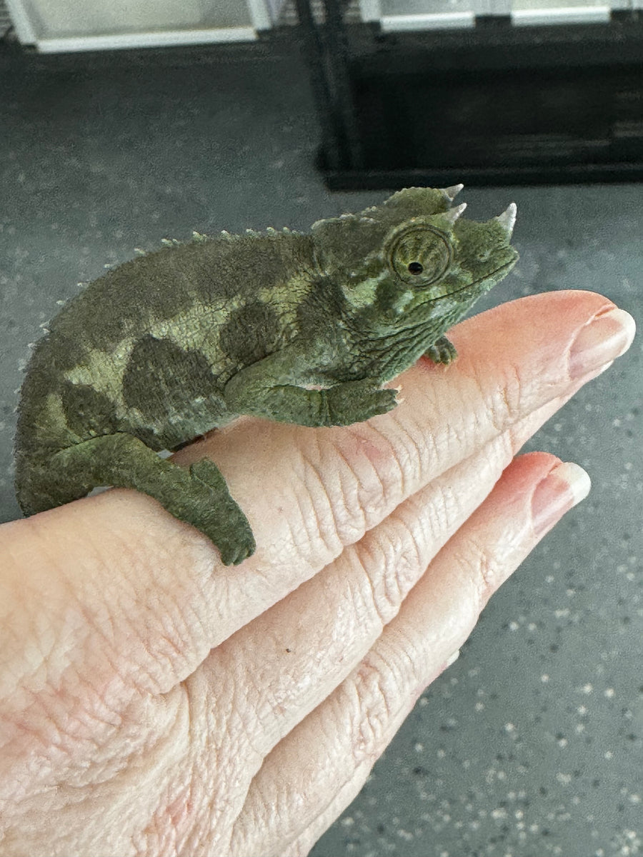 Male Jackson’s Chameleon: I1 – FramsChams Panther Chameleons