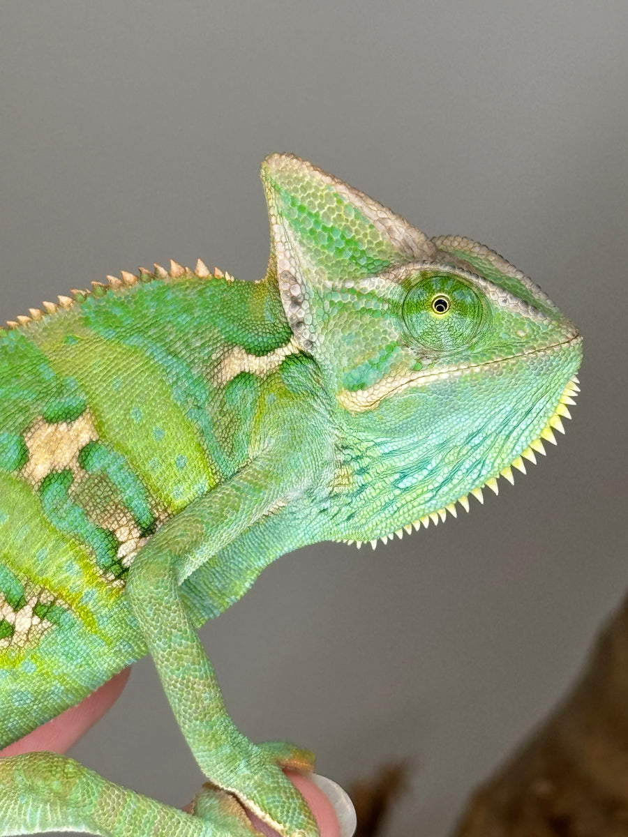 FEMALE Veiled Chameleon (I10) – FramsChams Panther Chameleons