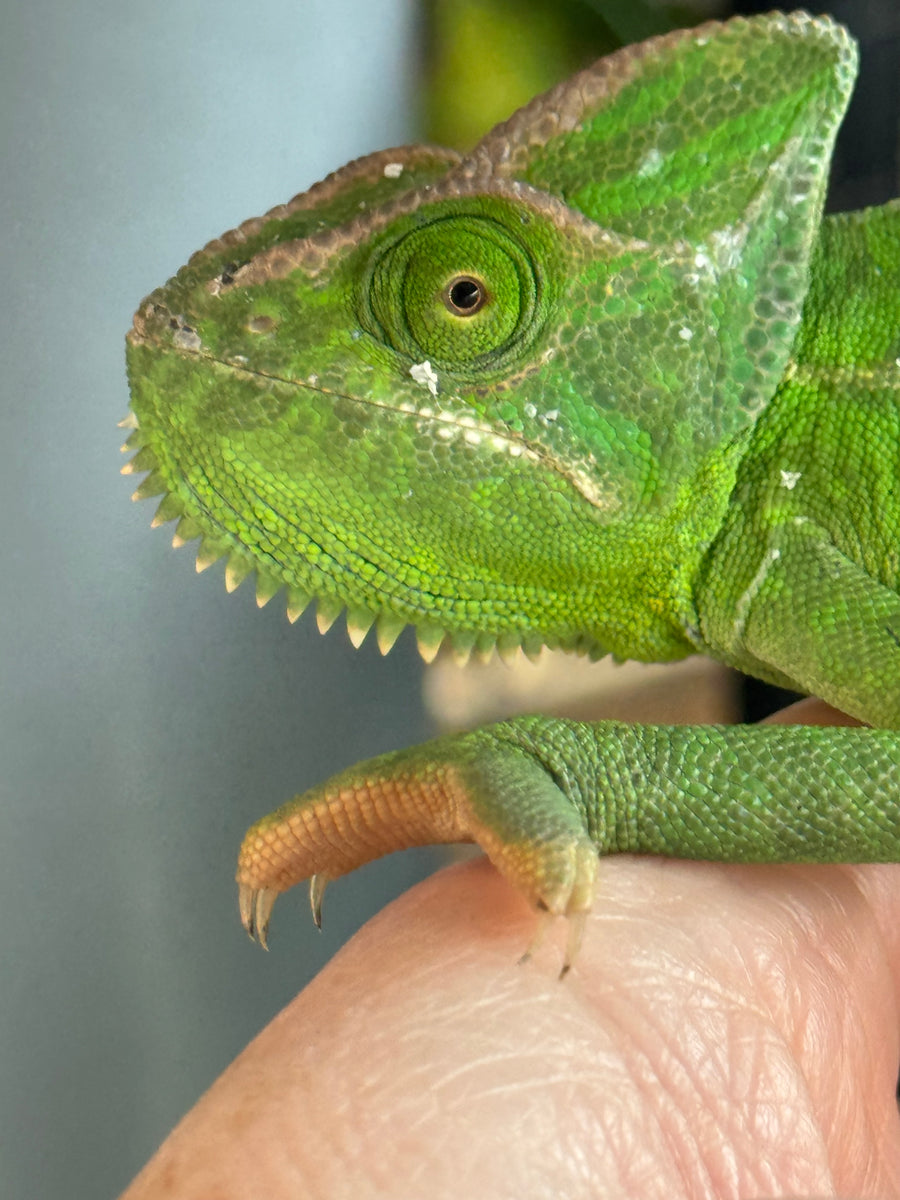 FEMALE Veiled Chameleon (E4) – FramsChams Panther Chameleons