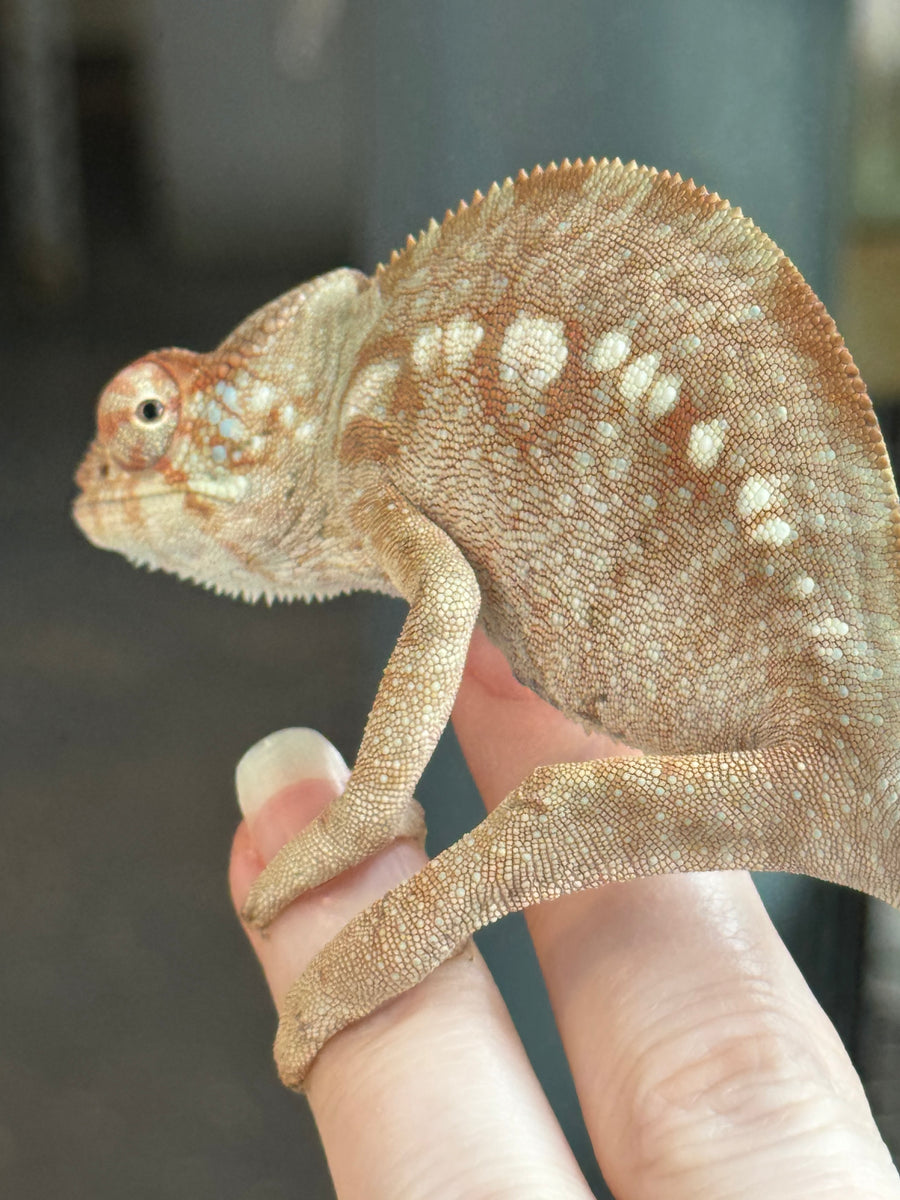 AMBANJA FEMALE Panther Chameleon x WC (S12) – FramsChams Panther Chameleons