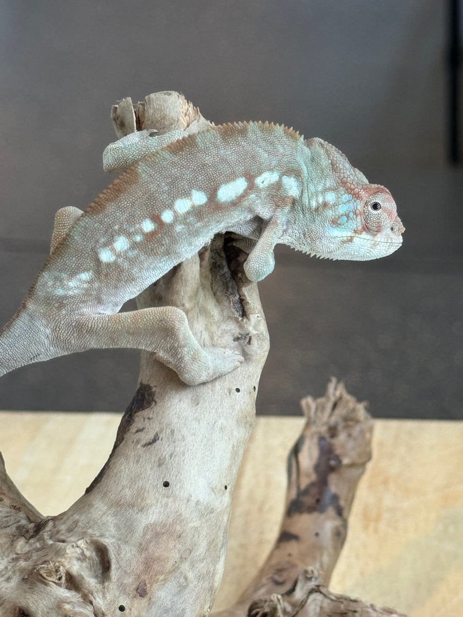 AMBANJA FEMALE Panther Chameleon x WC (S12) – FramsChams Panther Chameleons