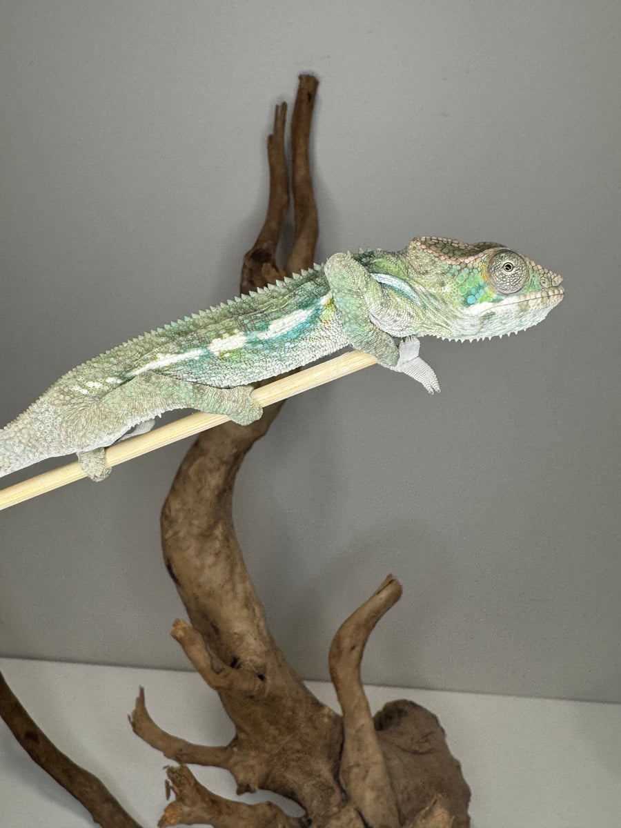 Ambilobe Panther Chameleon- Male (E21) – Aslan x Flash – FramsChams ...