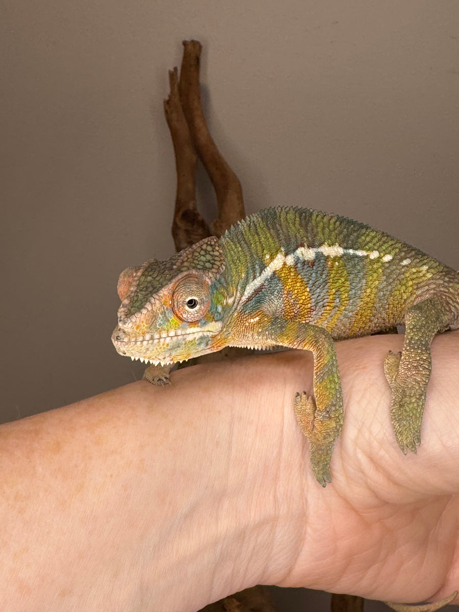 AMBILOBE Panther Chameleon: (E2) – FramsChams Panther Chameleons
