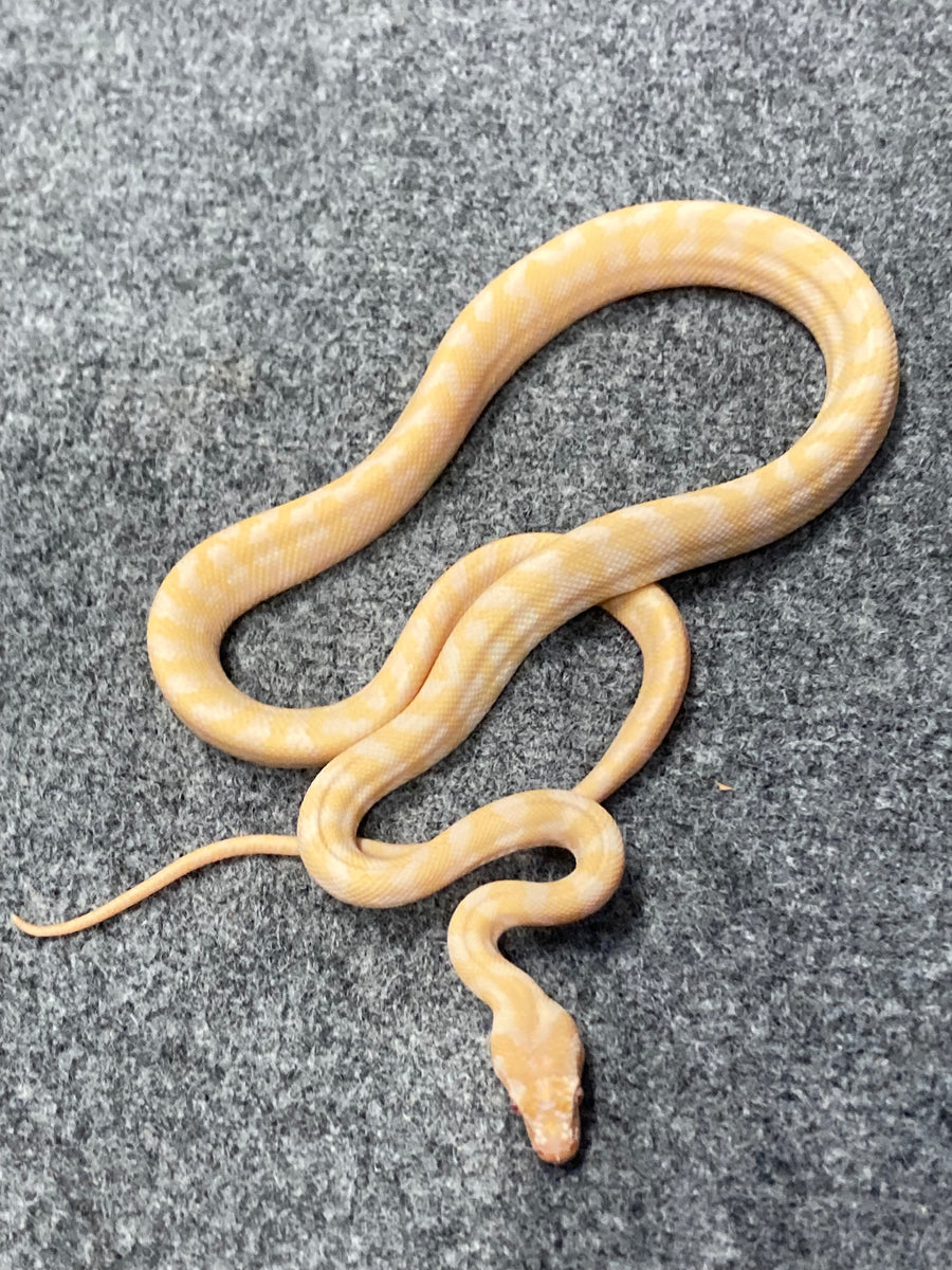 Albino Darwin Carpet Python (1) – FramsChams Panther Chameleons