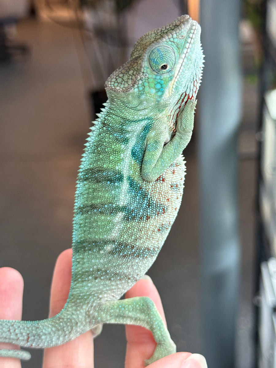 AMBANJA Panther Chameleon x WC male (I4) – FramsChams Panther Chameleons