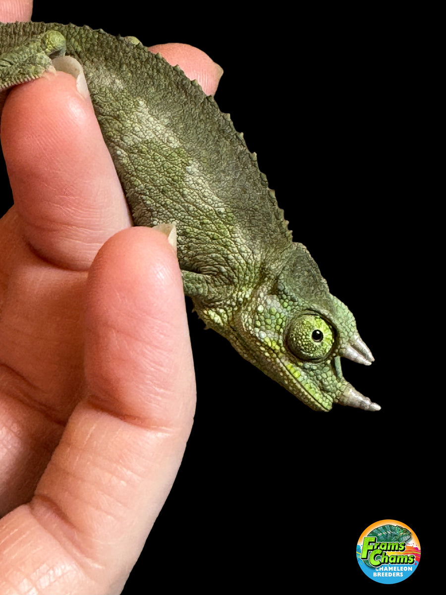 Male Jackson’s Chameleon: I5 – FramsChams Panther Chameleons