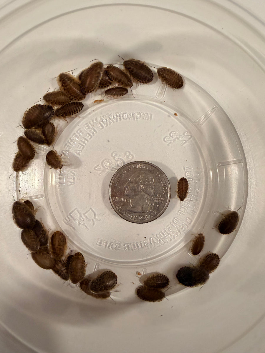 Dubia Roaches for Sale | Small & Medium Feeder Insects – FramsChams ...