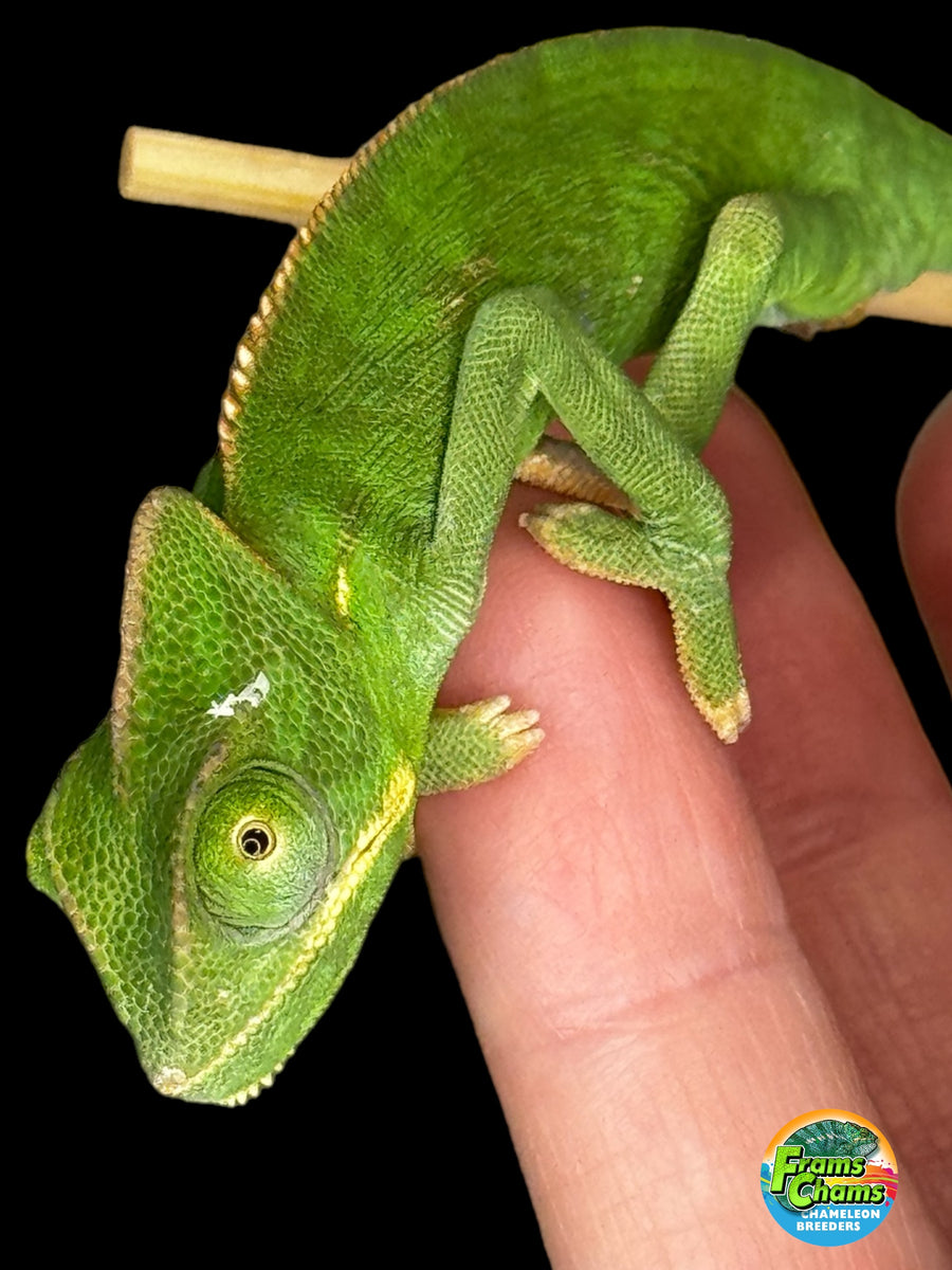 FEMALE Veiled Chameleons – FramsChams Panther Chameleons