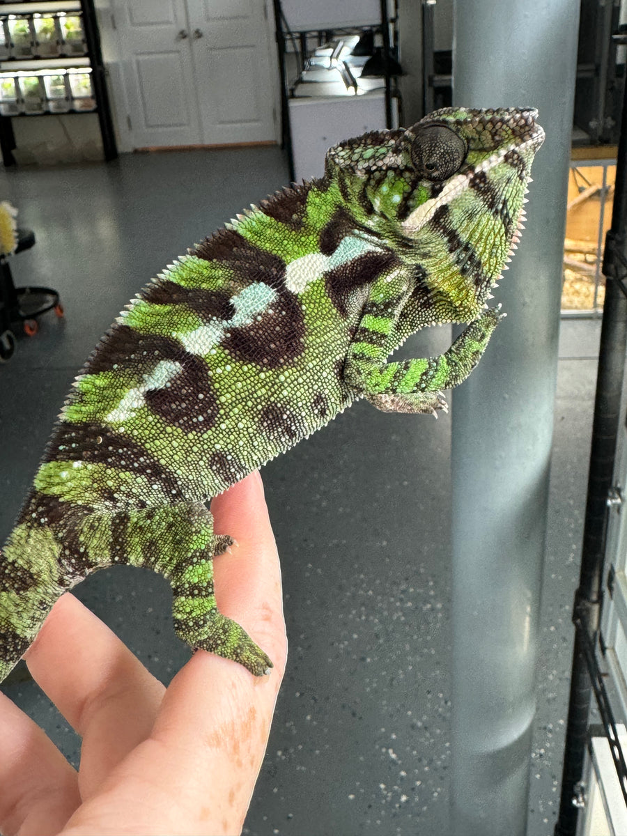 Sambava Male: Marley x Mabel (E2) – FramsChams Panther Chameleons