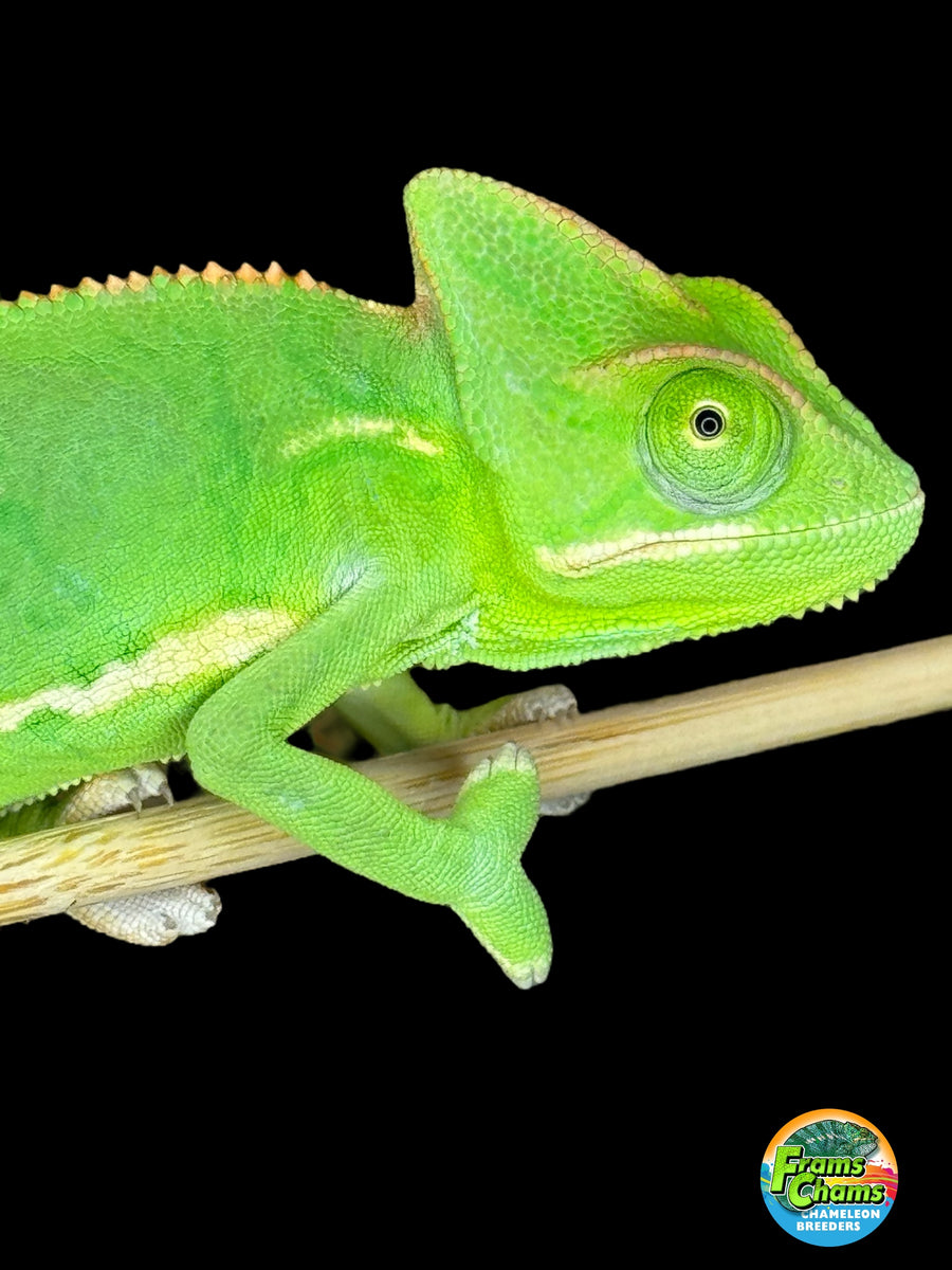 FEMALE Veiled Chameleon (I16) – FramsChams Panther Chameleons
