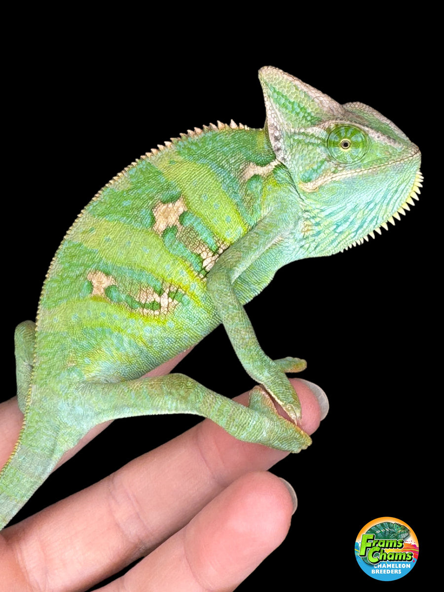FEMALE Veiled Chameleon (I10) – FramsChams Panther Chameleons