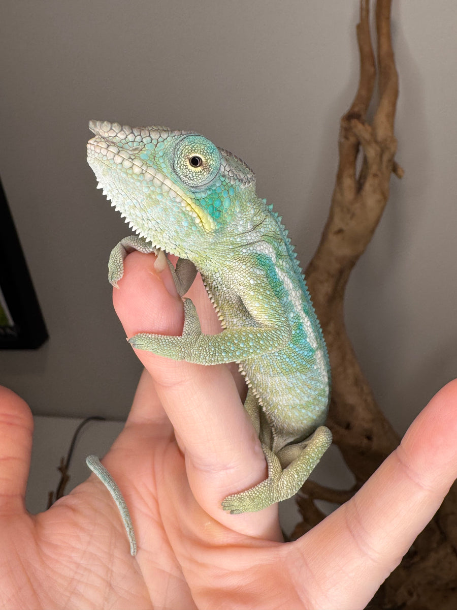 Young Male Ambanja Panther Chameleon – Avatar x Blue Magic | Future ...