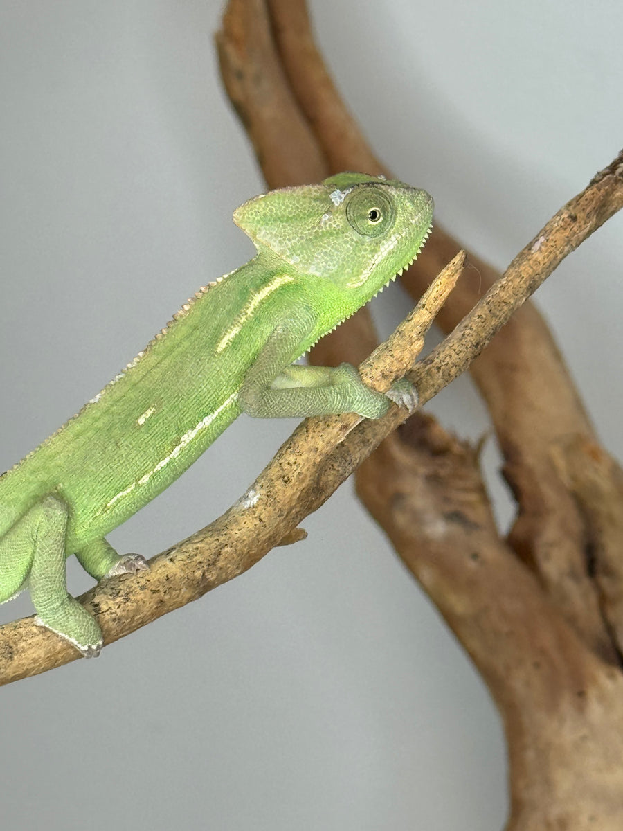 Hand-Raised Veiled Chameleons for Sale | Healthy Captive-Bred Chams ...